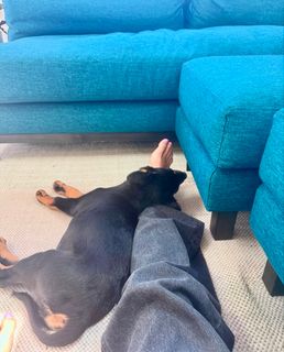 wikiFeet
